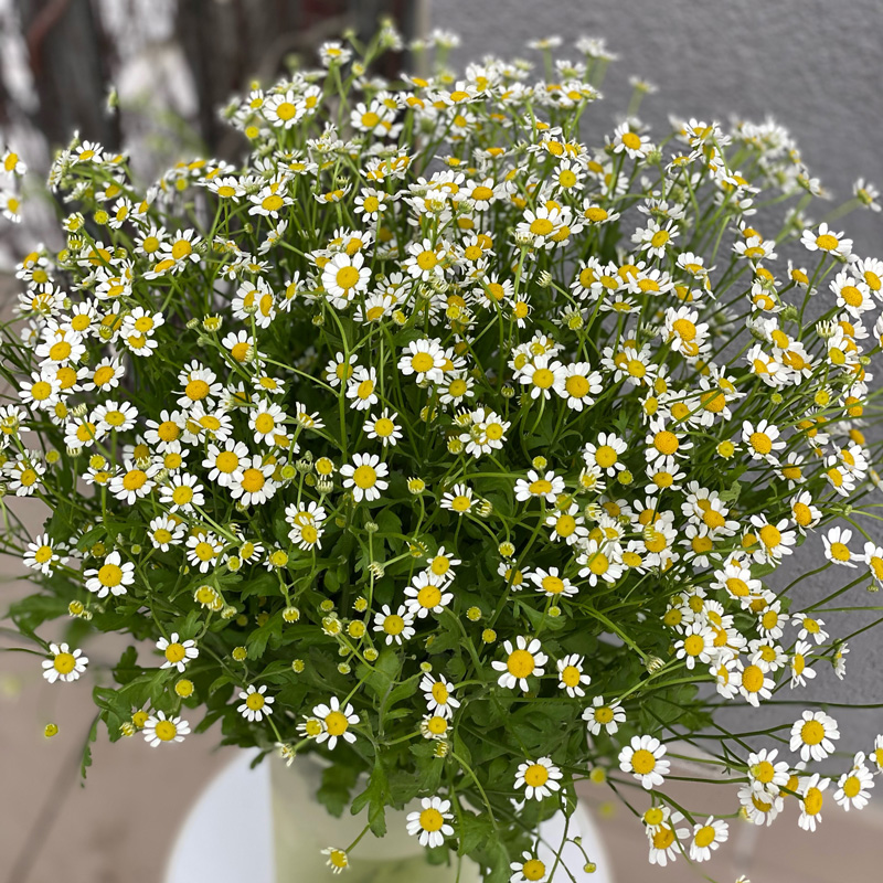 Купити онлайн кущову ромашку Танацетум - Доставка квітів BuketLand