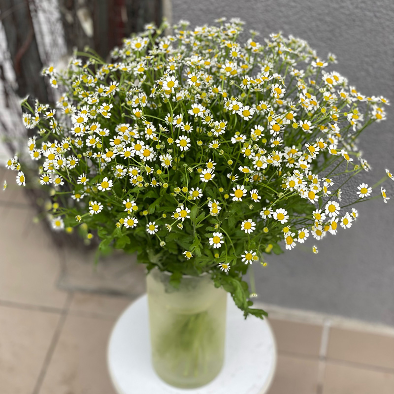 Купити онлайн кущову ромашку Танацетум - Доставка квітів BuketLand