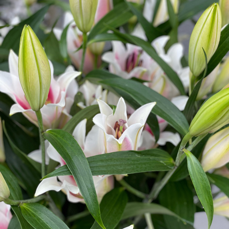 Заказать букет лилий в ассортименте — стиль и нежность