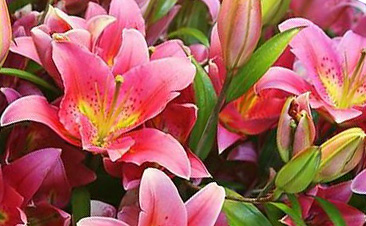 Lilies: history and legends of lilies | BuketLand - BUKETLAND