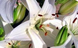 Lilies: history and legends of lilies | BuketLand - BUKETLAND